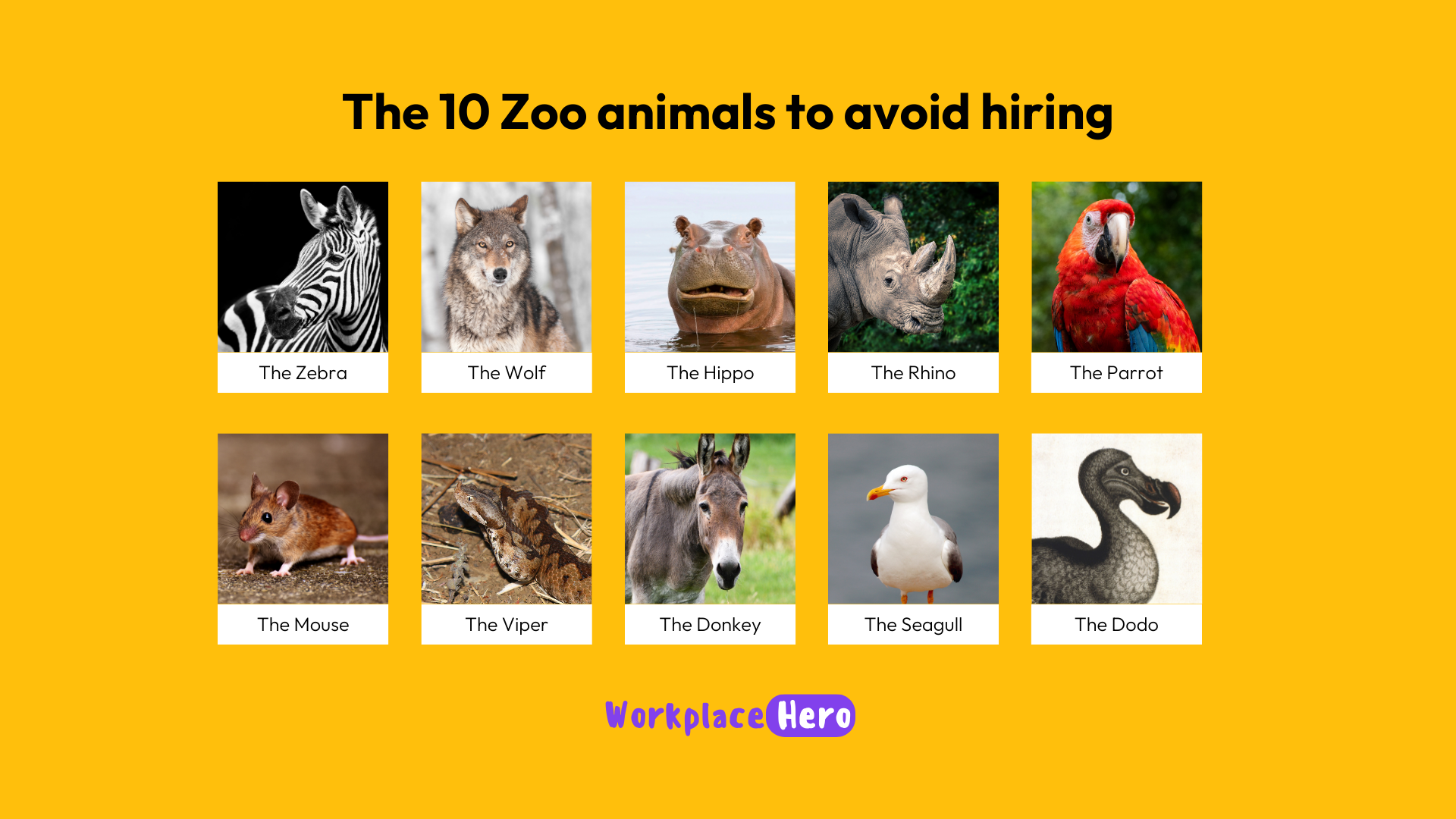 Hiring Faux Pas: Avoid These 10 Zoo-Inspired Personalities